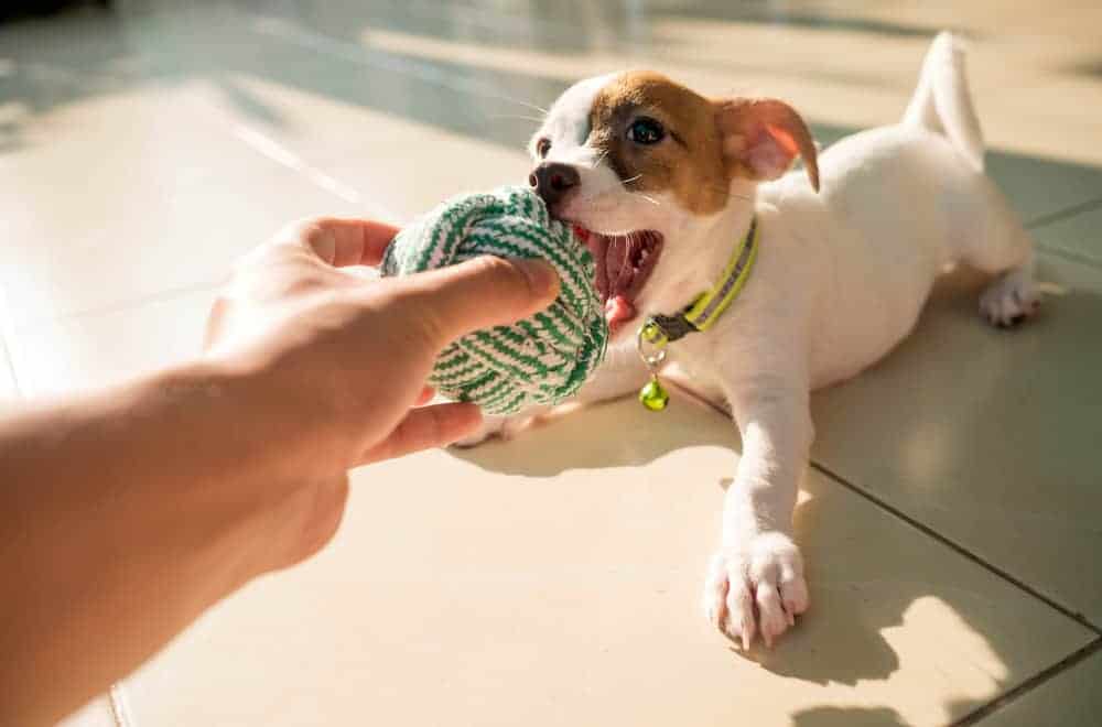 15 Unique and Essential Accessories for Dogs On A Boat